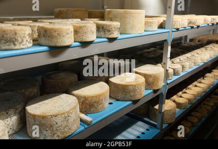 Wheels of sheep cheese on shelves in ripening room of cheese dairy ...