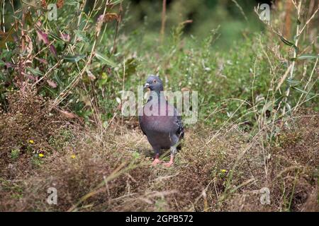 The pigeon, shimmering purple blue plumage, is found in dry and green ...