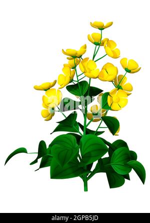 3D rendering of a blooming buttercup plant isolated on white background ...