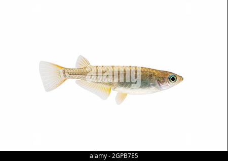 Japanese killifish on white background. Clipped image Stock Photo - Alamy