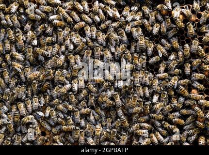 A dense cluster of swarms of bees in the nest. Working bees, drones and ...