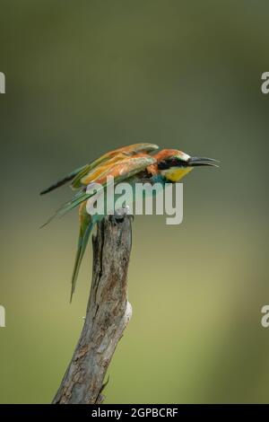 European bee-eater on tree stump eating fly Stock Photo - Alamy
