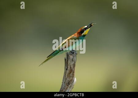 European bee-eater on tree stump eating fly Stock Photo - Alamy