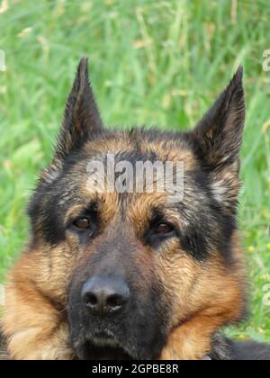 beautiful protective watchdogs defense security tranquility domestic ...