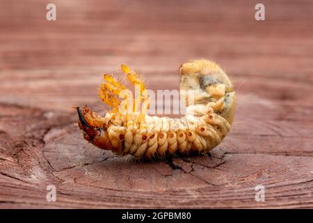 Dead larva of the May beetle Common Cockchafer or May Bug (Melolontha ...