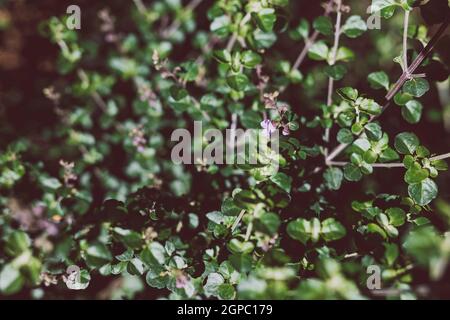 Australian native oregano prostanthera rotundifolia round leaf mint ...