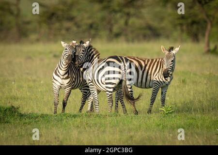 Two plains zebra play fighting in grass Stock Photo - Alamy