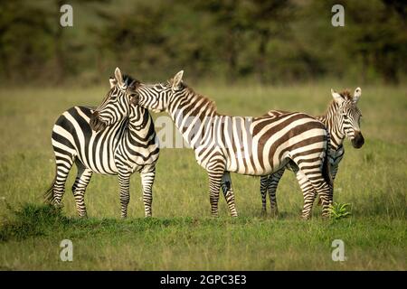 Plains zebra stands biting another in grass Stock Photo - Alamy