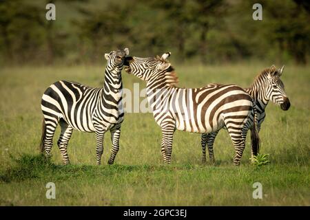 Plains zebra stands biting another in grass Stock Photo - Alamy