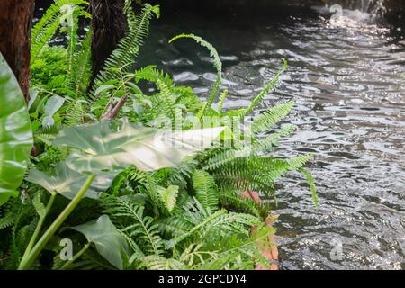 Varieties tropical rainforest foliage plants, stock photo Stock Photo ...
