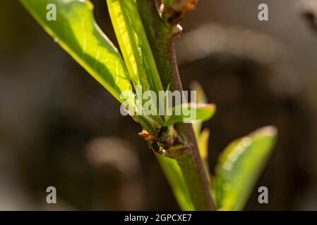 Macro detail of freshly sprouted leaves in spring Stock Photo - Alamy