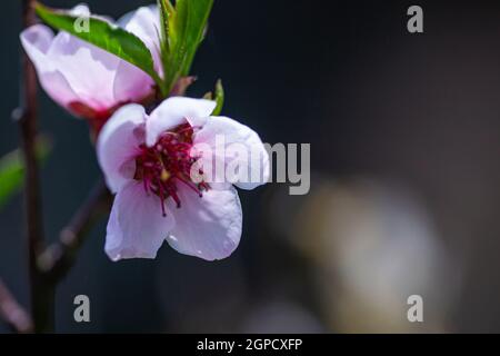 Macro detail of a peach blossom that has blossomed in spring Stock ...