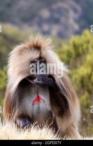big male of endemic animal Gelada monkey with opened mouth showing ...