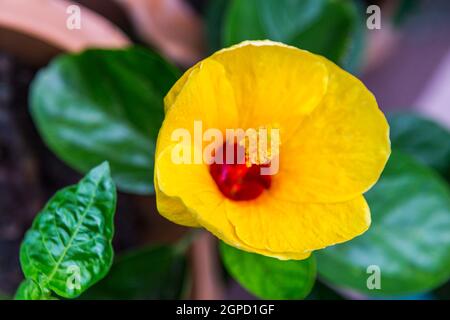 yellow hibiscus flower with green leaf background Stock Photo - Alamy