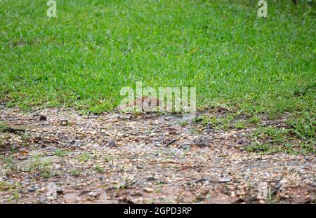 Brown Thrasher foraging in green grass Stock Photo - Alamy
