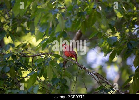 Male cardinal (Cardinalis cardinalis) hiding on a tree branch Stock ...