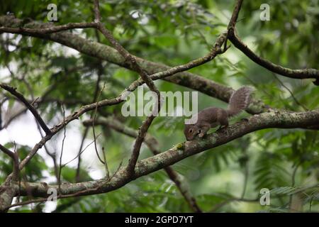 Squirrel chewing the bark off a tree limb Stock Photo - Alamy