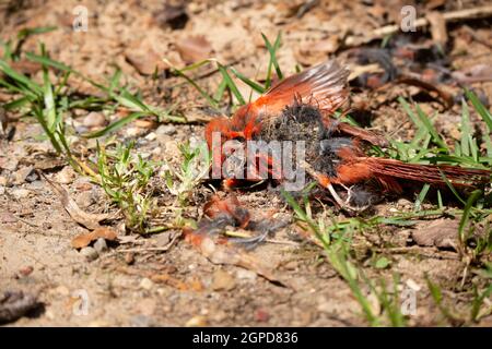 Decaying body of a dead male cardinal (Cardinalis cardinalis) in dried ...