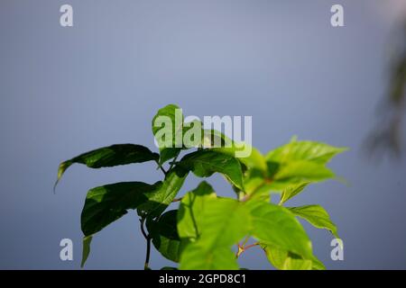 Healthy green-leafed semi-aquatic plant growing near a water source ...