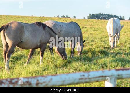 Creole horse breeding field and farm in Brazil. Creole is a Brazilian ...