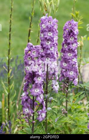Purple Delphinium Flower in Garden Stock Photo - Alamy