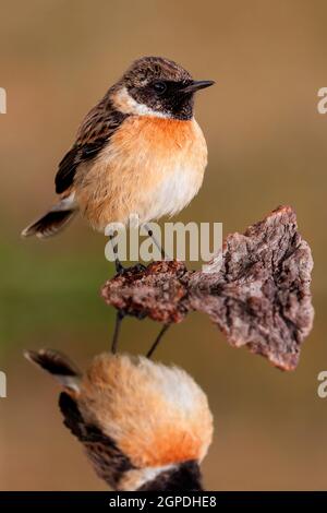 Small bird sith its reflection on the water Stock Photo - Alamy