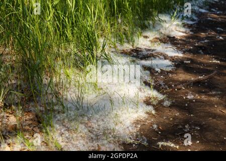 Grass covered in seed fluff from female willow (Salix sp.) tree catkins ...