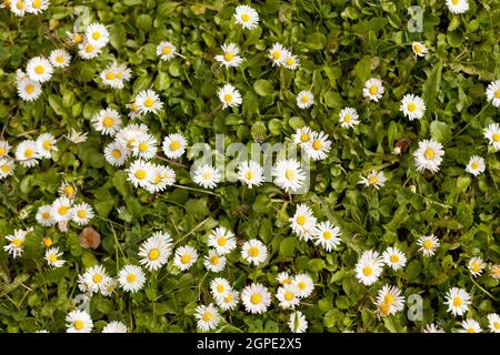 Wild daisy flowers growing on meadow. White chamomiles on green grass ...