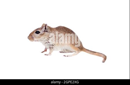 Profile of a funny gergil isolated on a white background Stock Photo ...