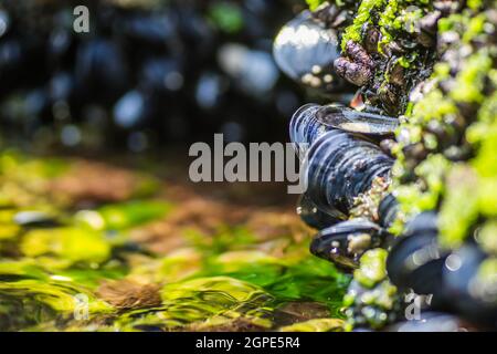 Sea shells stuck on a rock Stock Photo - Alamy