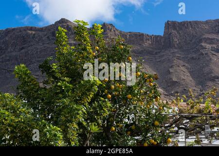 Close up of lemons hanging from a tree in a lemon grove Stock Photo - Alamy