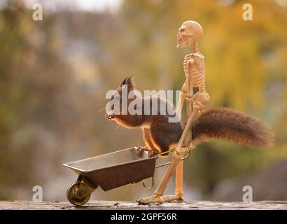 red squirrel on a wheelbarrow with a skeleton Stock Photo - Alamy
