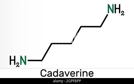 Cadaverine, pentamethylenediamine molecule. It is foul-smelling diamine ...