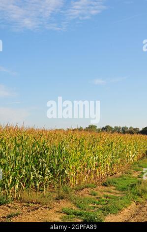 Maize field (Zea mays), field margin with sunflower (Helianthus annuus ...