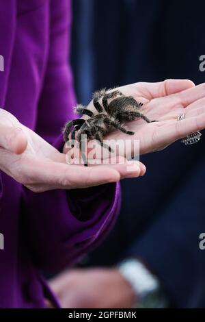 The Duchess of Cambridge handles a tarantula called Charlotte from Kidz ...