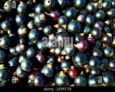 Currant berries. Berry harvest, lots of berries, close-up photography ...