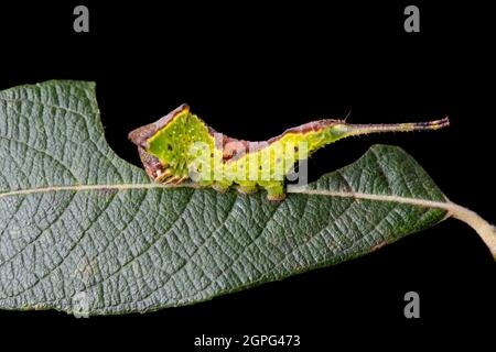 An example of a Sallow Kitten moth caterpillar, Furcula furcula, that ...