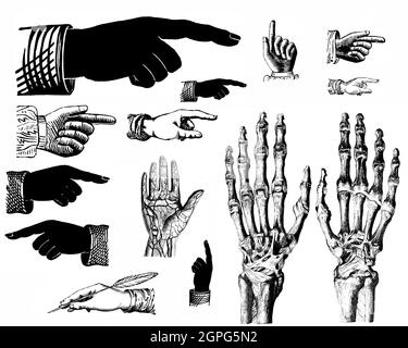 Medical - Victorian Anatomical Illustrations - isolated on a white ...
