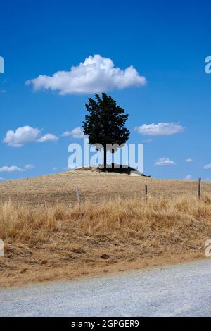 Torrenieri (Si),Italy, a view of an hill with a tree Stock Photo - Alamy