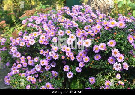 Tansy leaf aster (Machaeranthera tanacetifolia) with bees in autumn sun ...