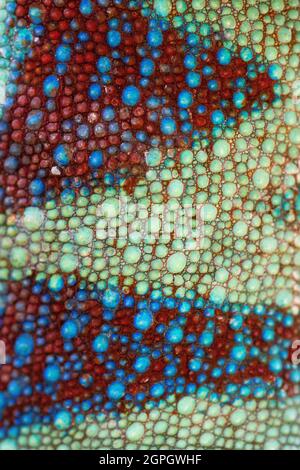 Madagascar, East, chameleon, cameleon skin Stock Photo - Alamy