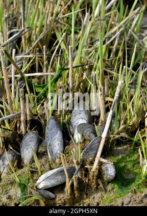 Ribbed Mussels (Geukensia demissa) and Cord grass (Spartina ...