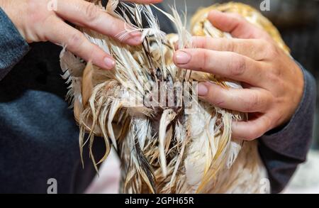 Broken blood Feathers on a Chicken Stock Photo - Alamy
