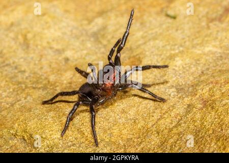 Australian Sydney Funnel Web Spider Stock Photo - Alamy
