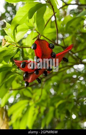Lance-leaved Sterculia (Sterculia lanceolata Stock Photo - Alamy