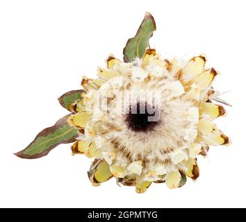 A closeup of a Protea plant on a white background Stock Photo - Alamy