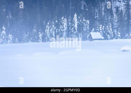 After the snowfall. Dusk on the Sappada plain. Magic of winter Stock ...