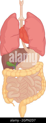Cartoon gut human body organ character. Vector gastrointestinal system ...
