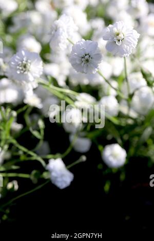 White flowers of Achillea ptarmica 'Peter Cottontail' (commonly known ...