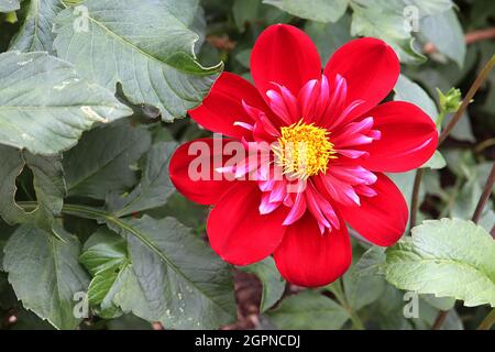 Dahlia ‘Dilys Ayling’ Collerette dahlia Group 3 deep red single flowers ...
